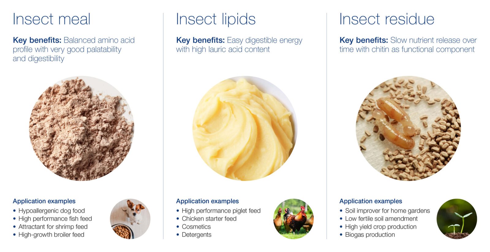 Rovarok – a jövő fehérjeforrása - Rovarpiac
